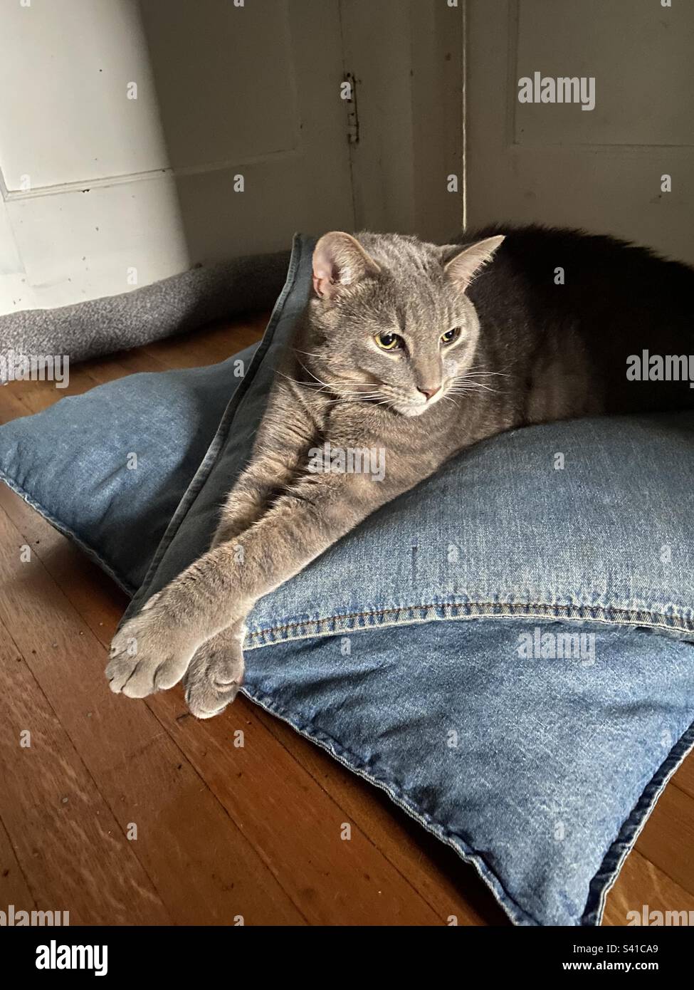 Crossed legs cat hi-res stock photography and images - Alamy