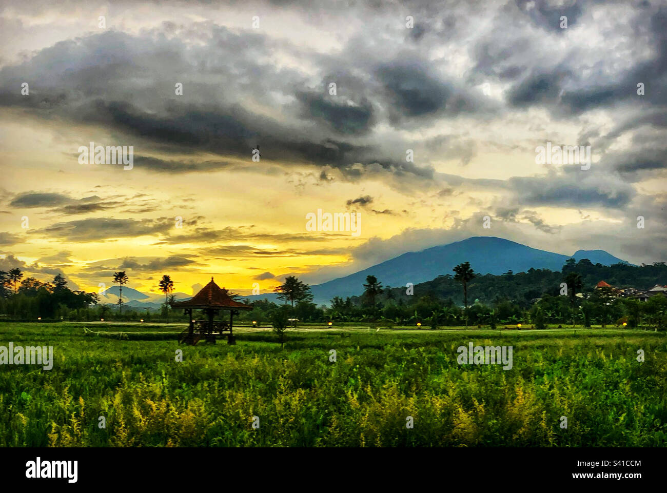 view over rice fields of Mt Ungaran and Mt Merapi Volcanos in Central ...