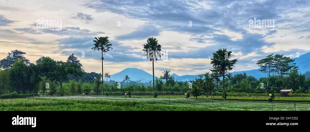 Palm trees in rice smartphone stock photos and images - Alamy