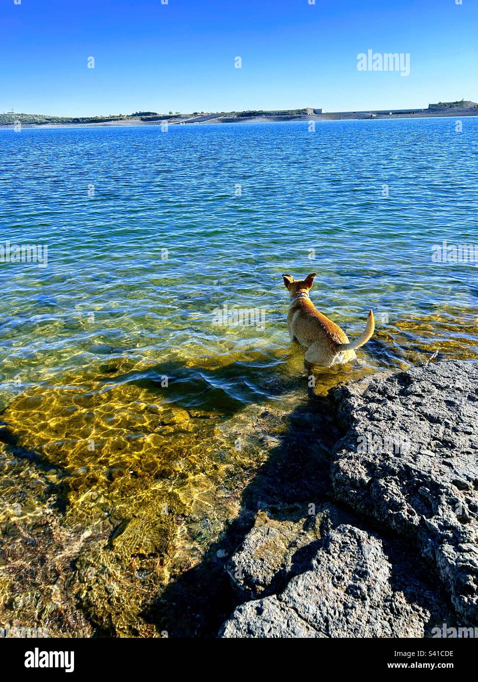 Dog playing in lake in Arizona Stock Photo - Alamy
