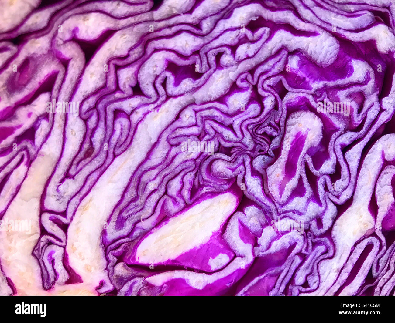 Red cabbage texture Stock Photo - Alamy