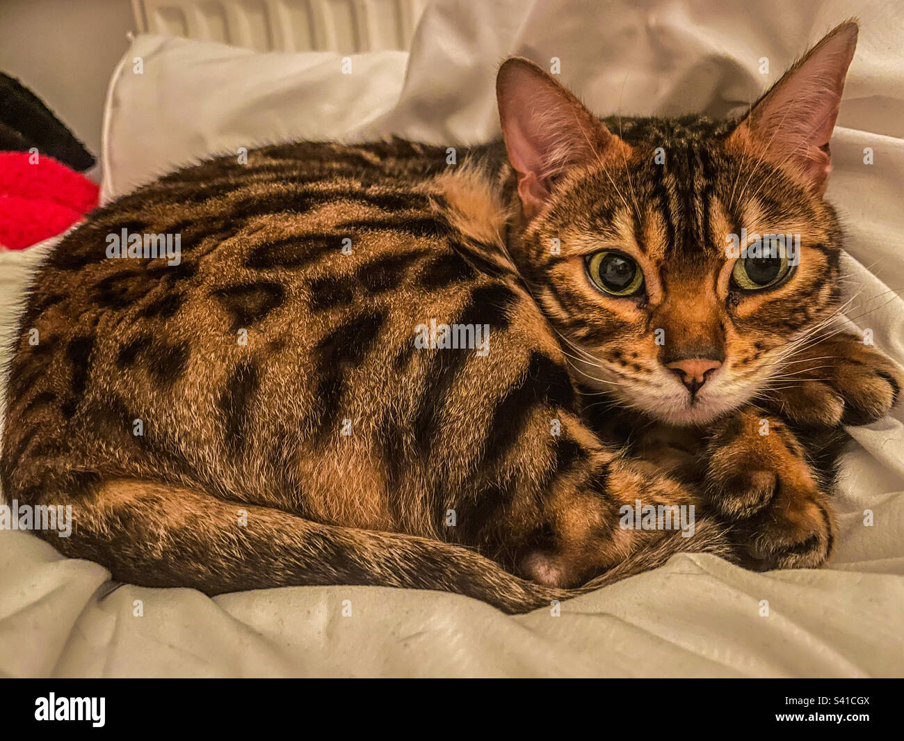 Bengal pet cat Stock Photo - Alamy