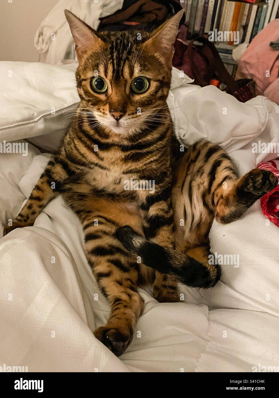 Bengal pet cat Stock Photo - Alamy