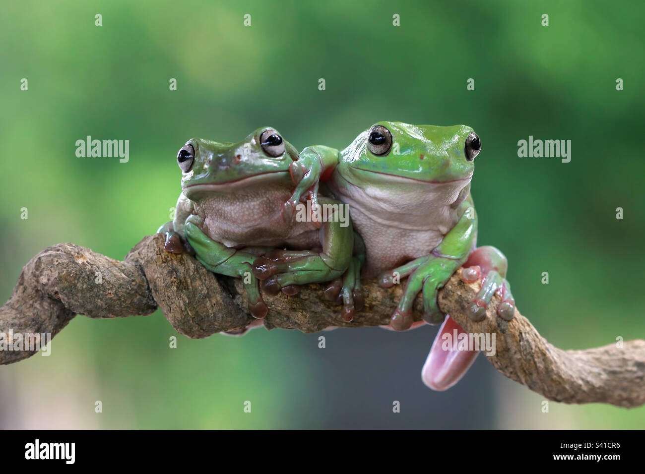 The Beautiful Two Green Tree Frogs Stock Photo - Alamy