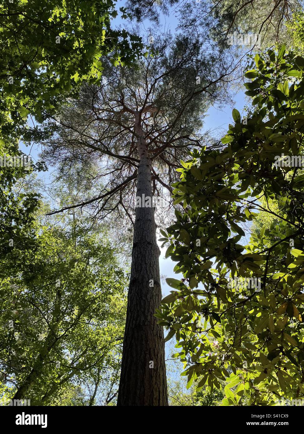 Towering treetops hi-res stock photography and images - Alamy