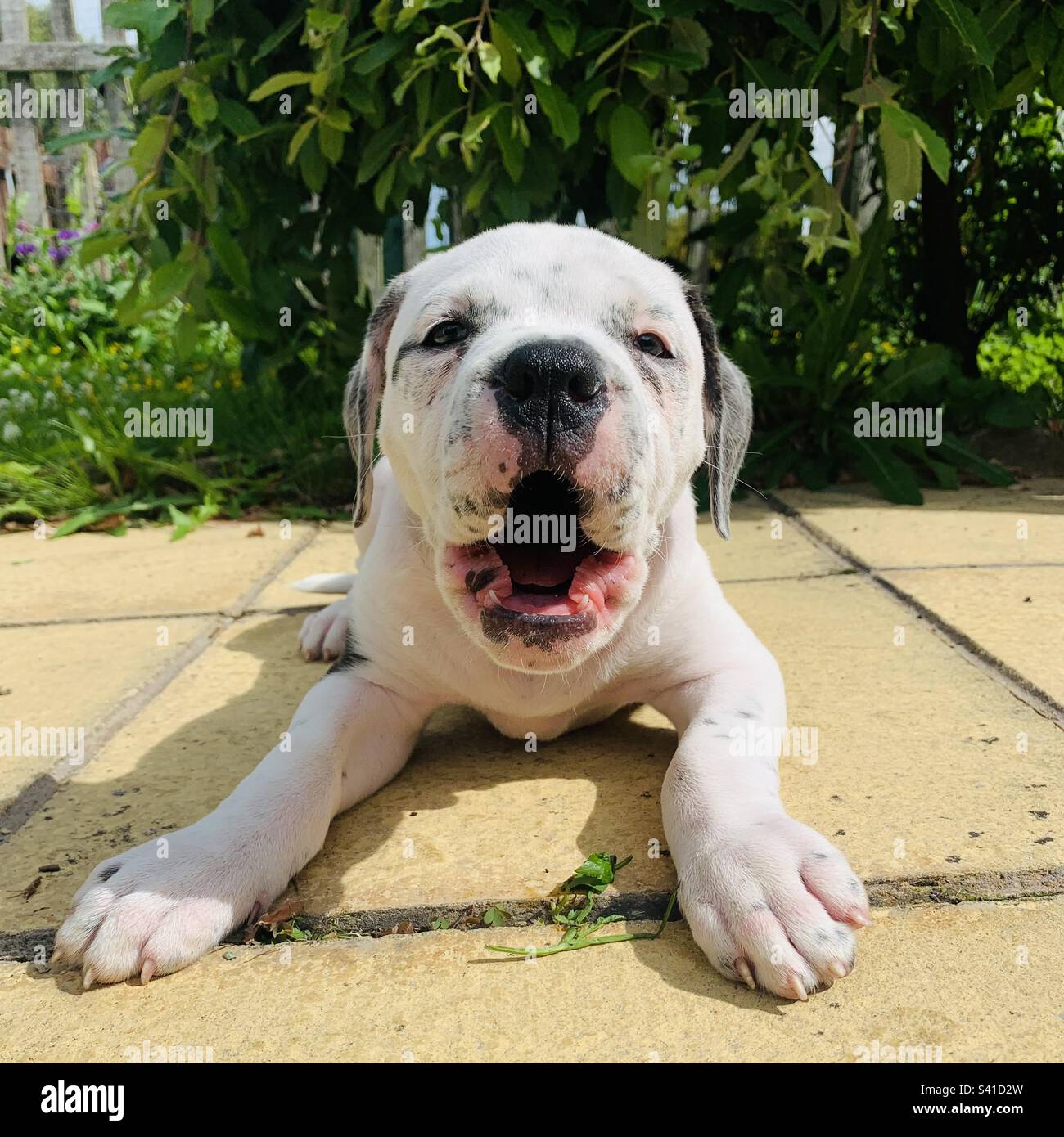 Puppy yawning hi-res stock photography and images - Alamy