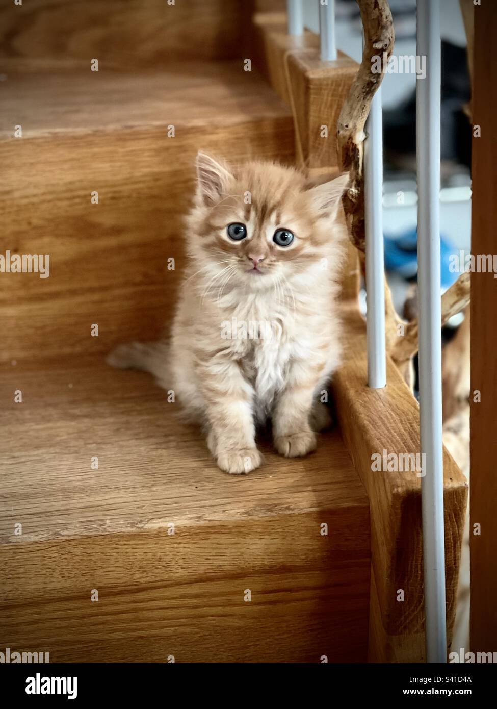 Ginger cat cute hi-res stock photography and images - Alamy