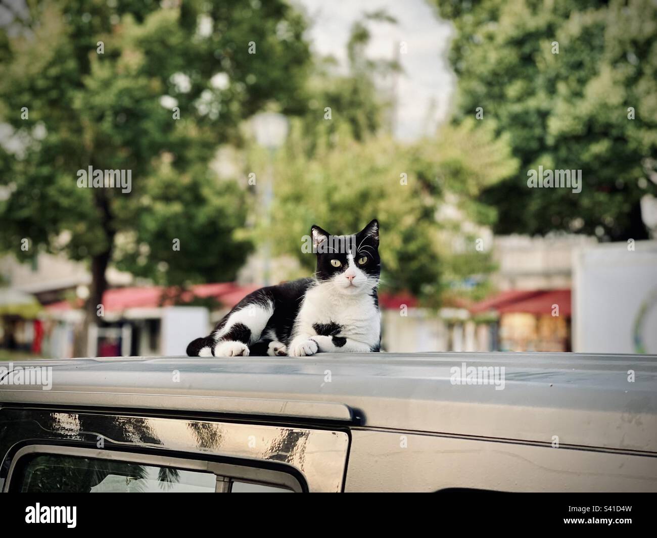 Cat with car hi-res stock photography and images - Alamy