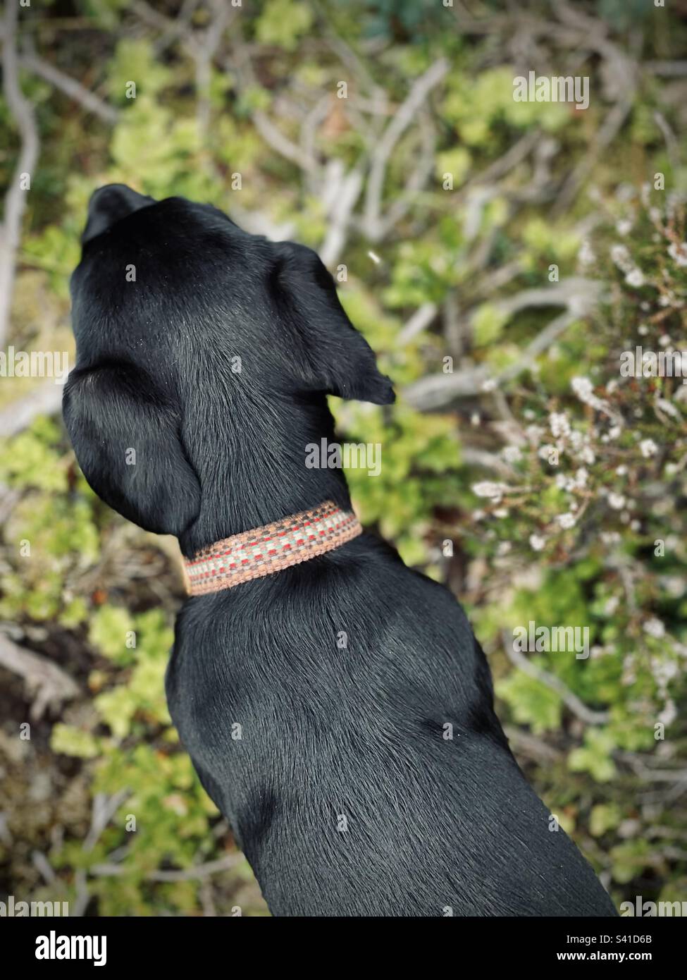 Black labrador from above hi-res stock photography and images - Alamy