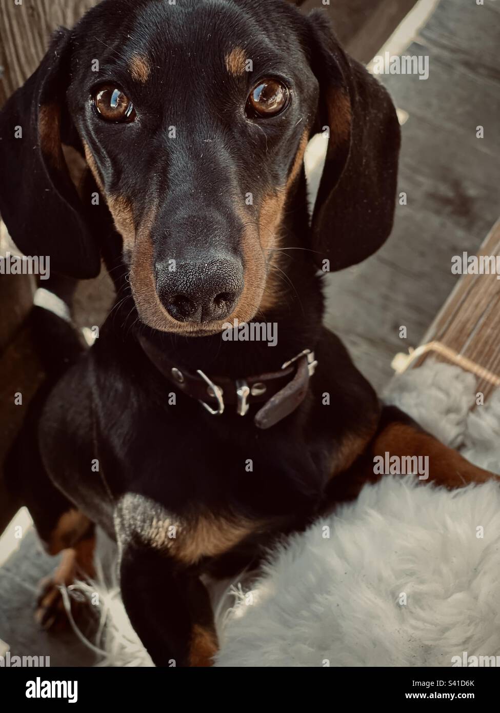 Dog pleading eyes hi-res stock photography and images - Alamy