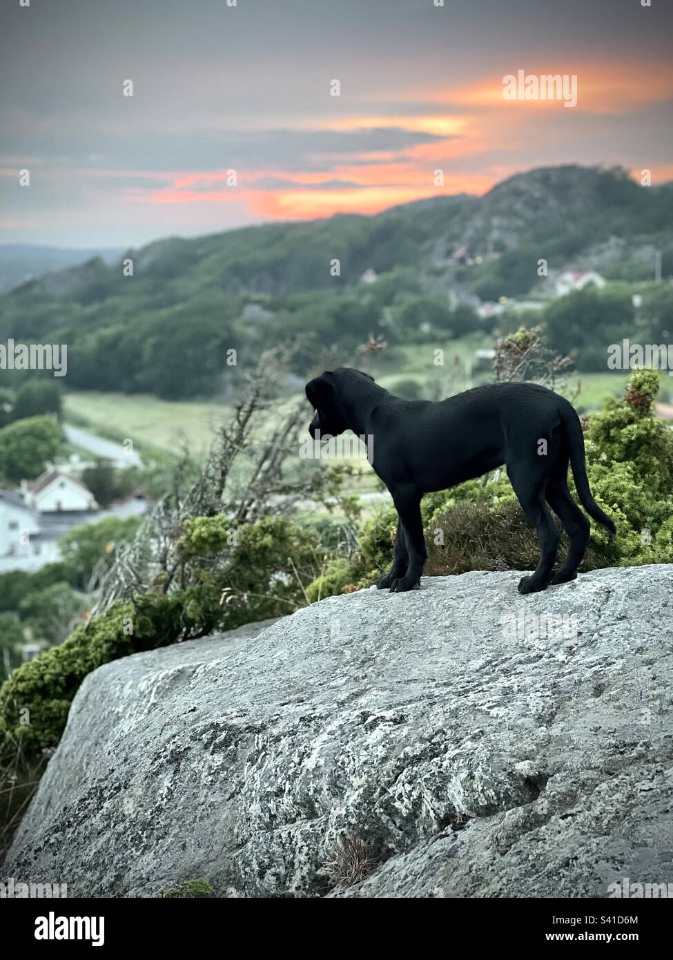 Animal view hi-res stock photography and images - Alamy