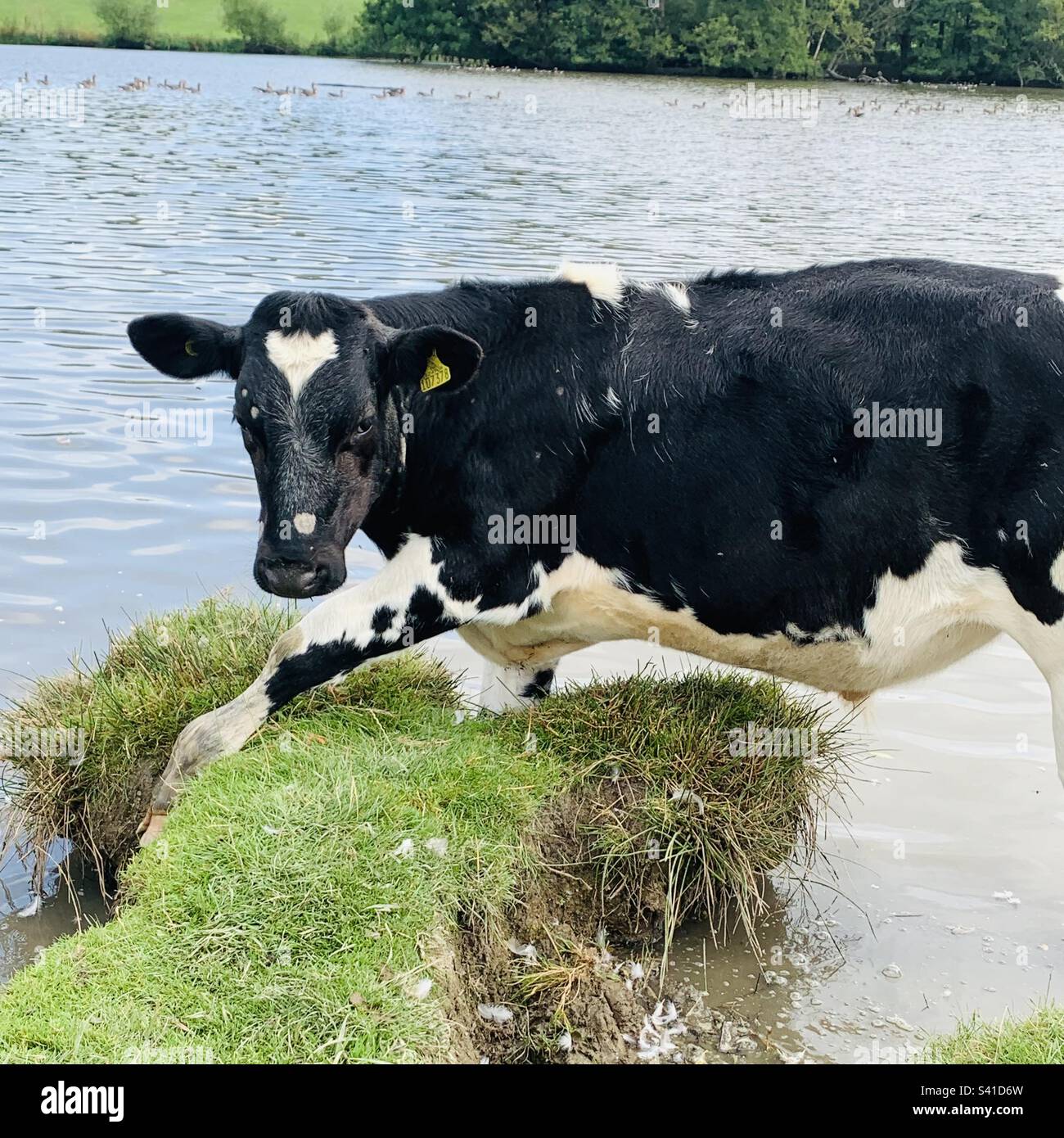 Silly cow hi-res stock photography and images - Alamy