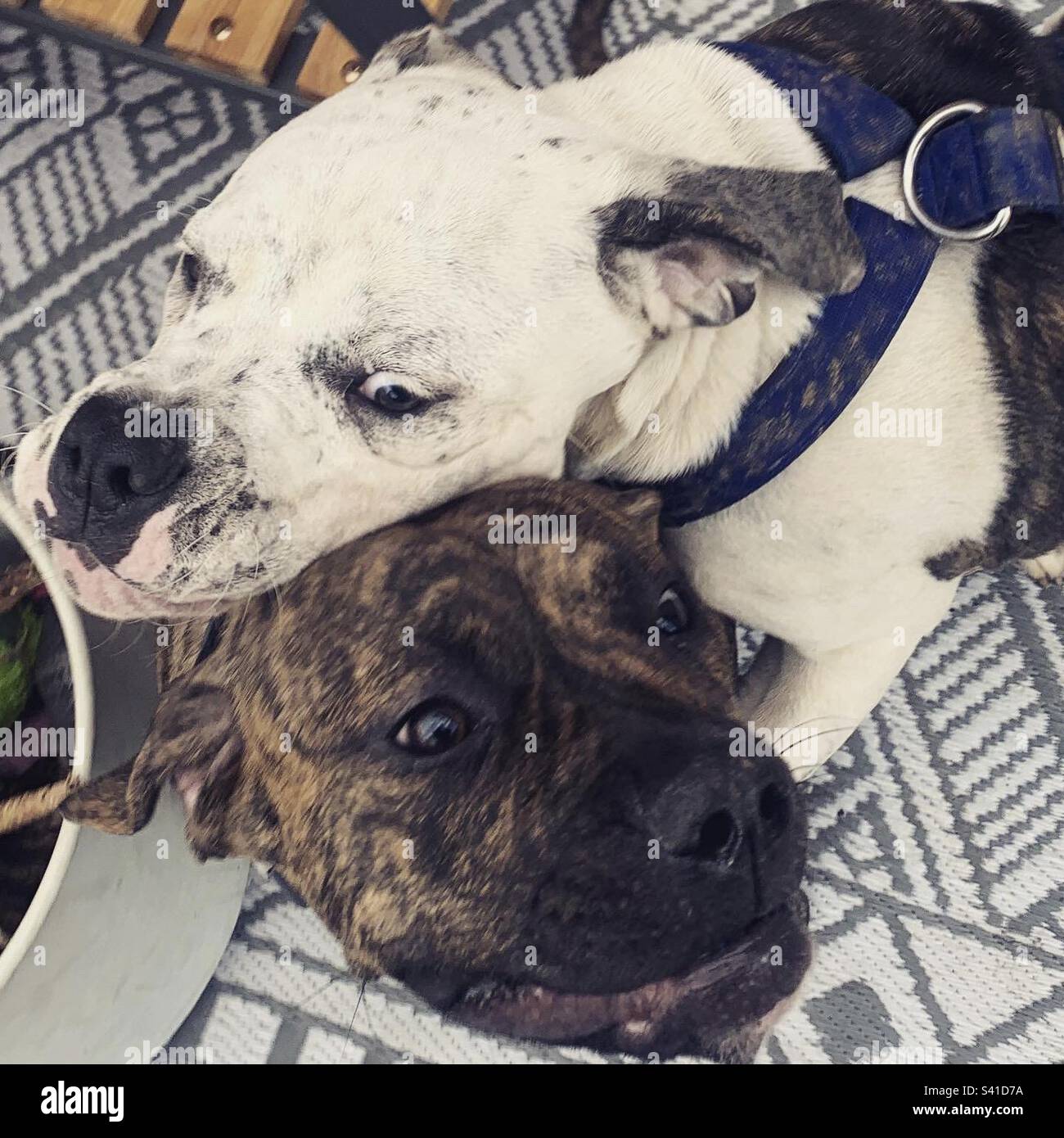 Dogs being silly Stock Photo - Alamy