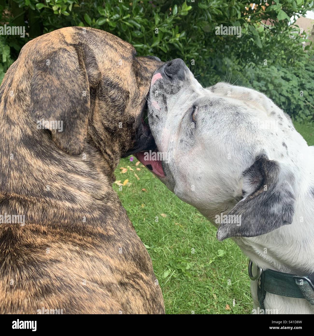 Kissing dogs hi-res stock photography and images - Alamy