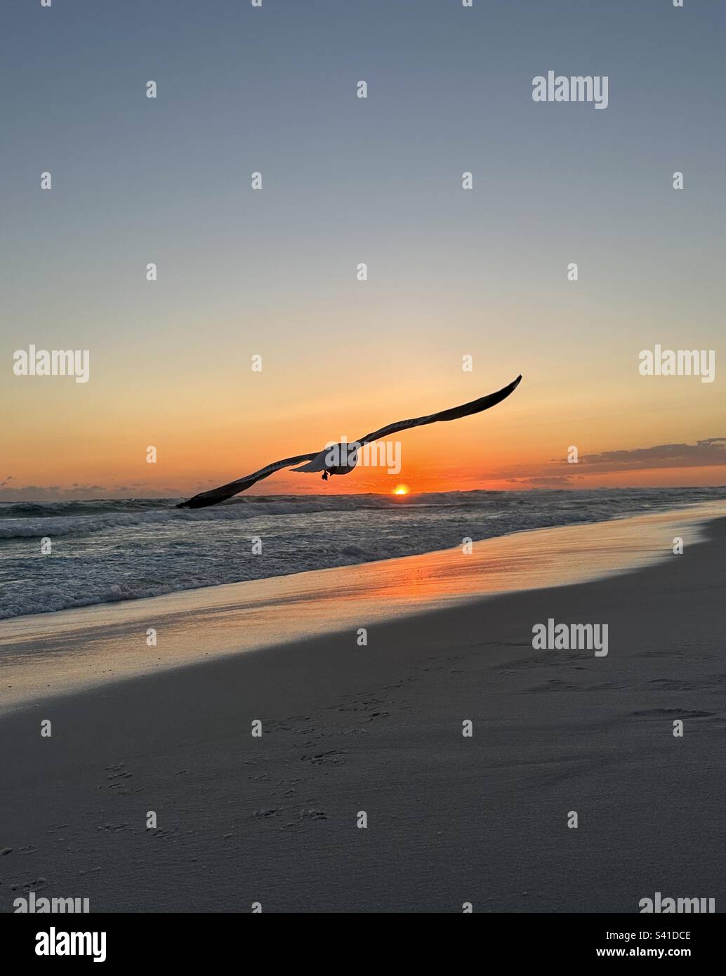 Seagull wings spread flying with ocean sunset background Stock Photo ...