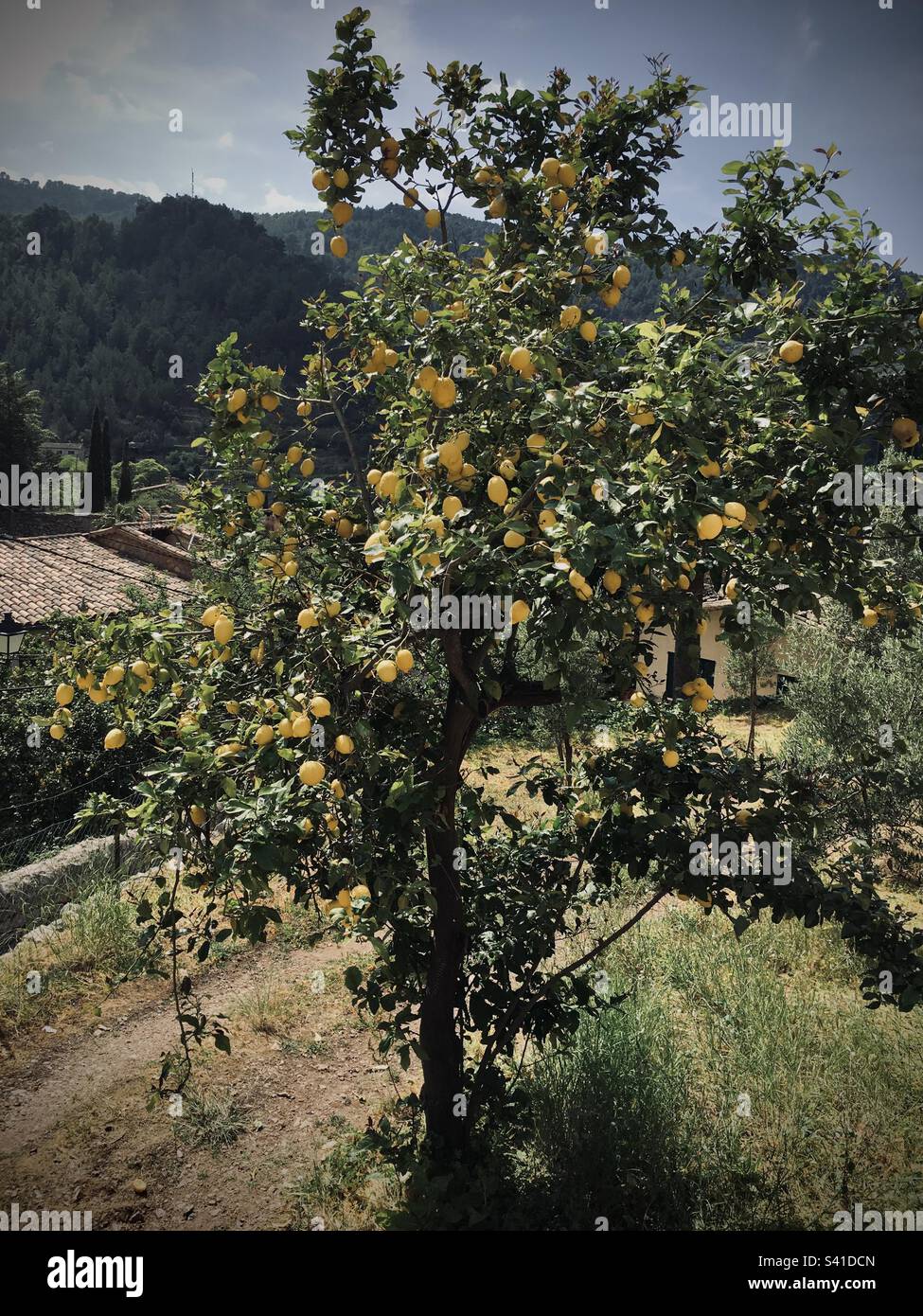Lemon tree nature hi-res stock photography and images - Alamy