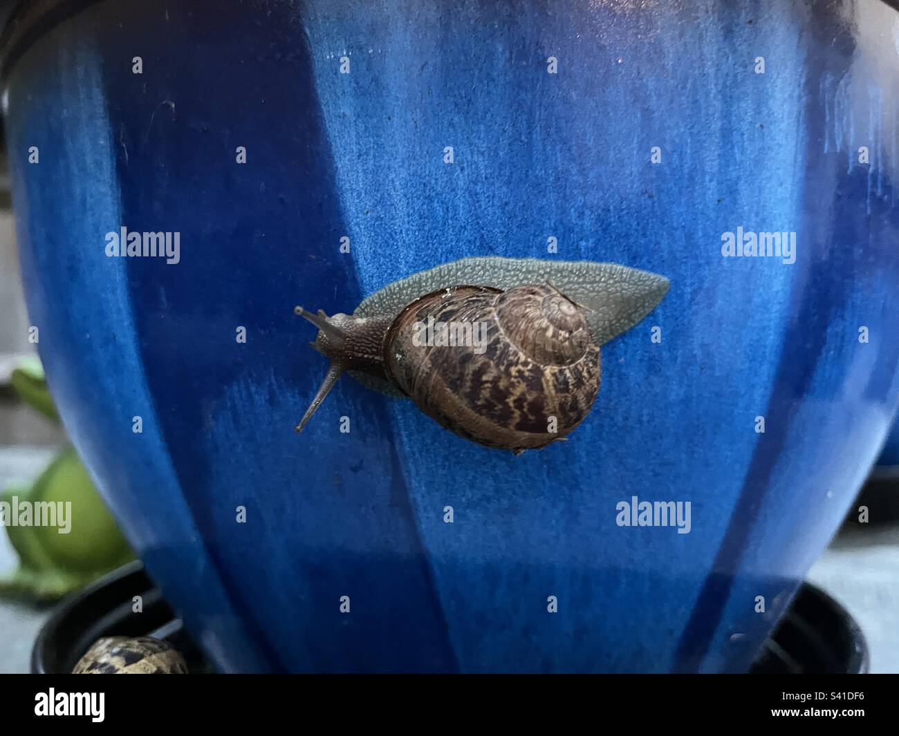 Snail with a blue background Stock Photo - Alamy