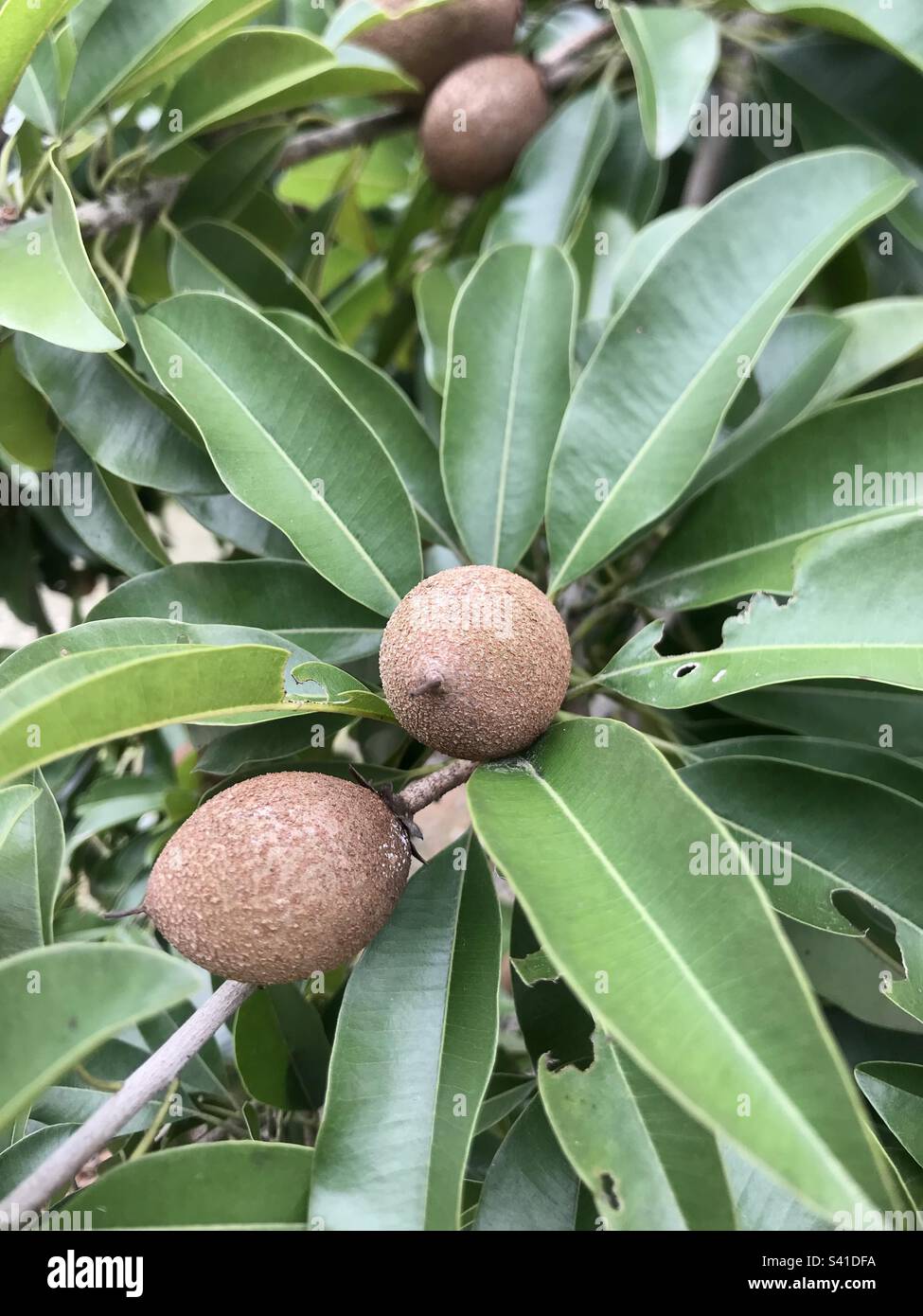 Sapodilla tree hi-res stock photography and images - Alamy