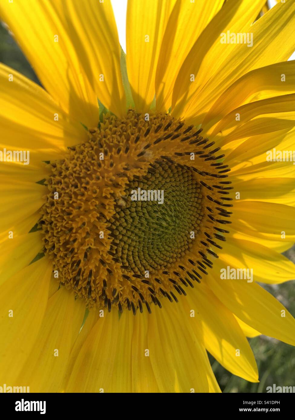 Close up blooming sunflower hi-res stock photography and images - Alamy