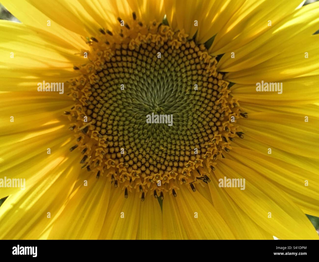 Close up centre hi-res stock photography and images - Alamy