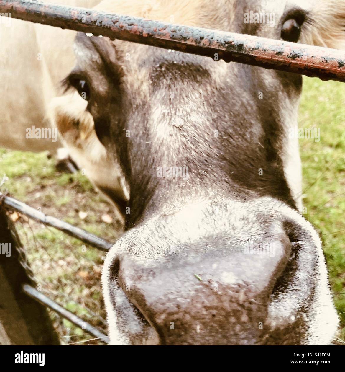 Friendly cow hi-res stock photography and images - Alamy