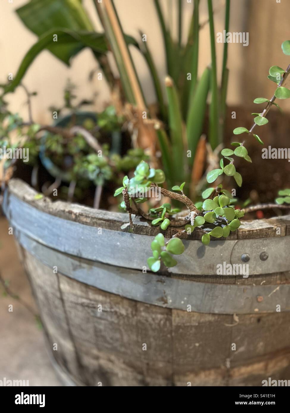 Shared plant pot Stock Photo - Alamy