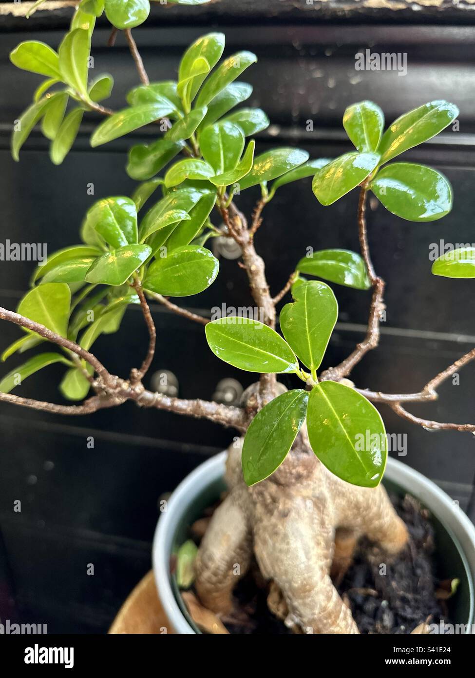 Ginseng tree hi-res stock photography and images - Alamy