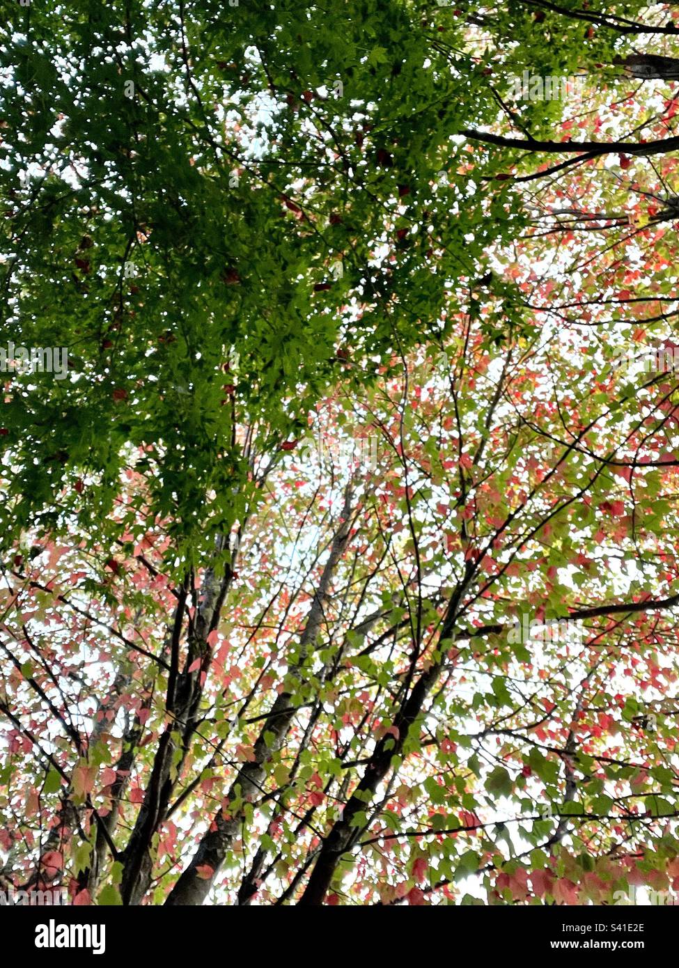 Leafy leaves leaf hi-res stock photography and images - Alamy