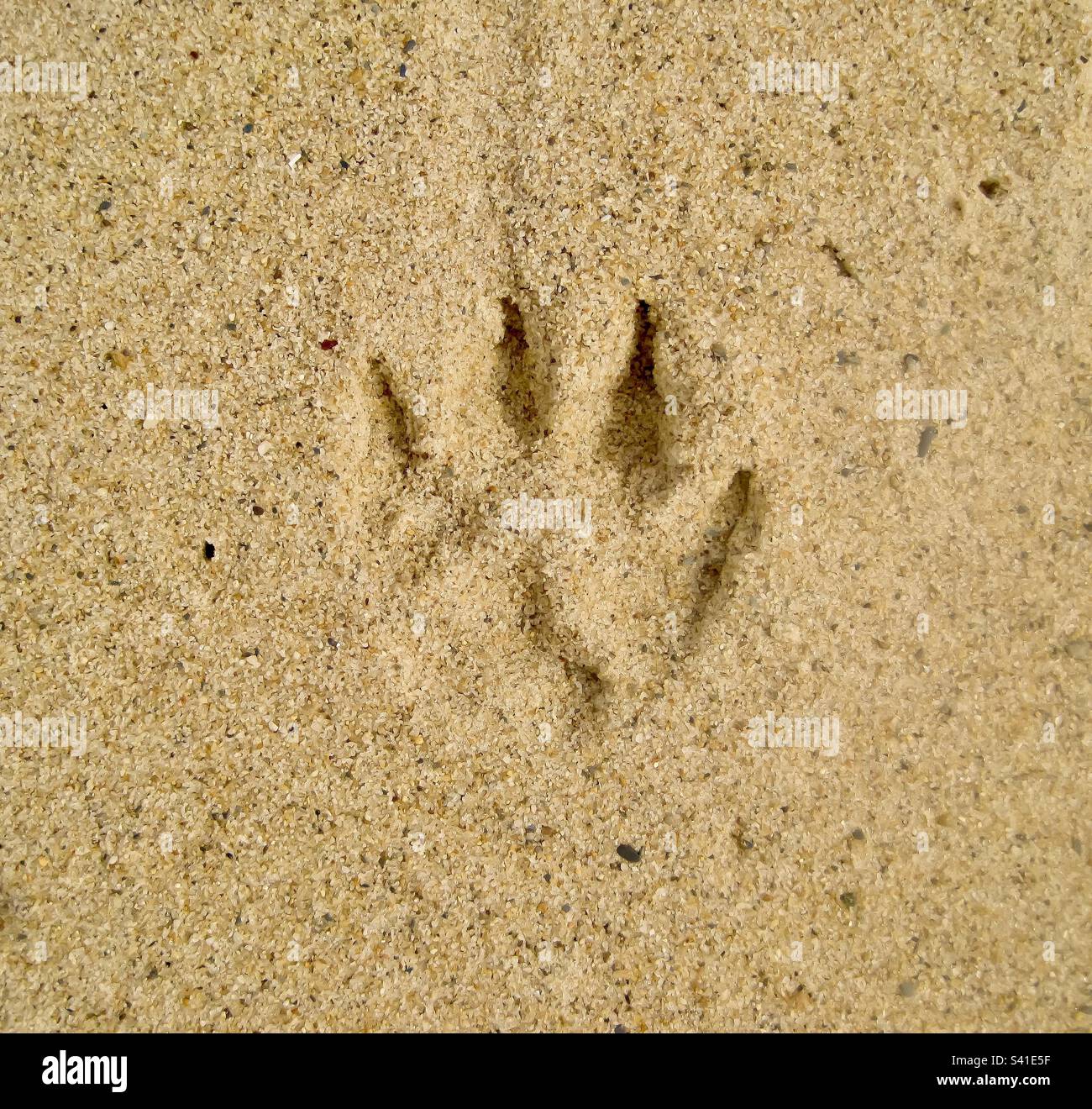 Animal footprint in the sand Stock Photo - Alamy