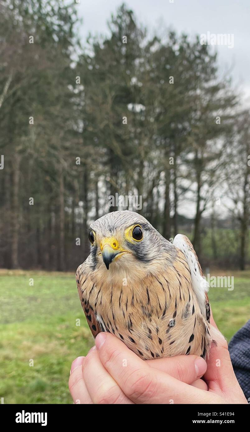 Wild falcon portrait smartphone stock photos and images - Alamy