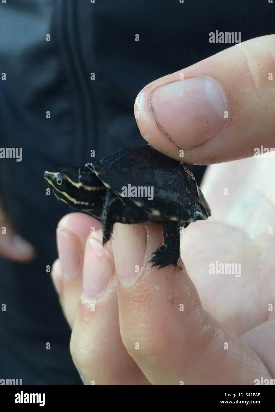 Tiny turtle hi-res stock photography and images - Alamy