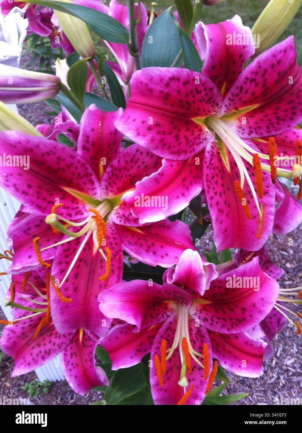 Lilium plant hi-res stock photography and images - Alamy
