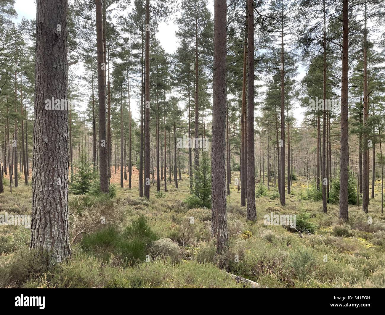 Scotch pine trees hi-res stock photography and images - Alamy