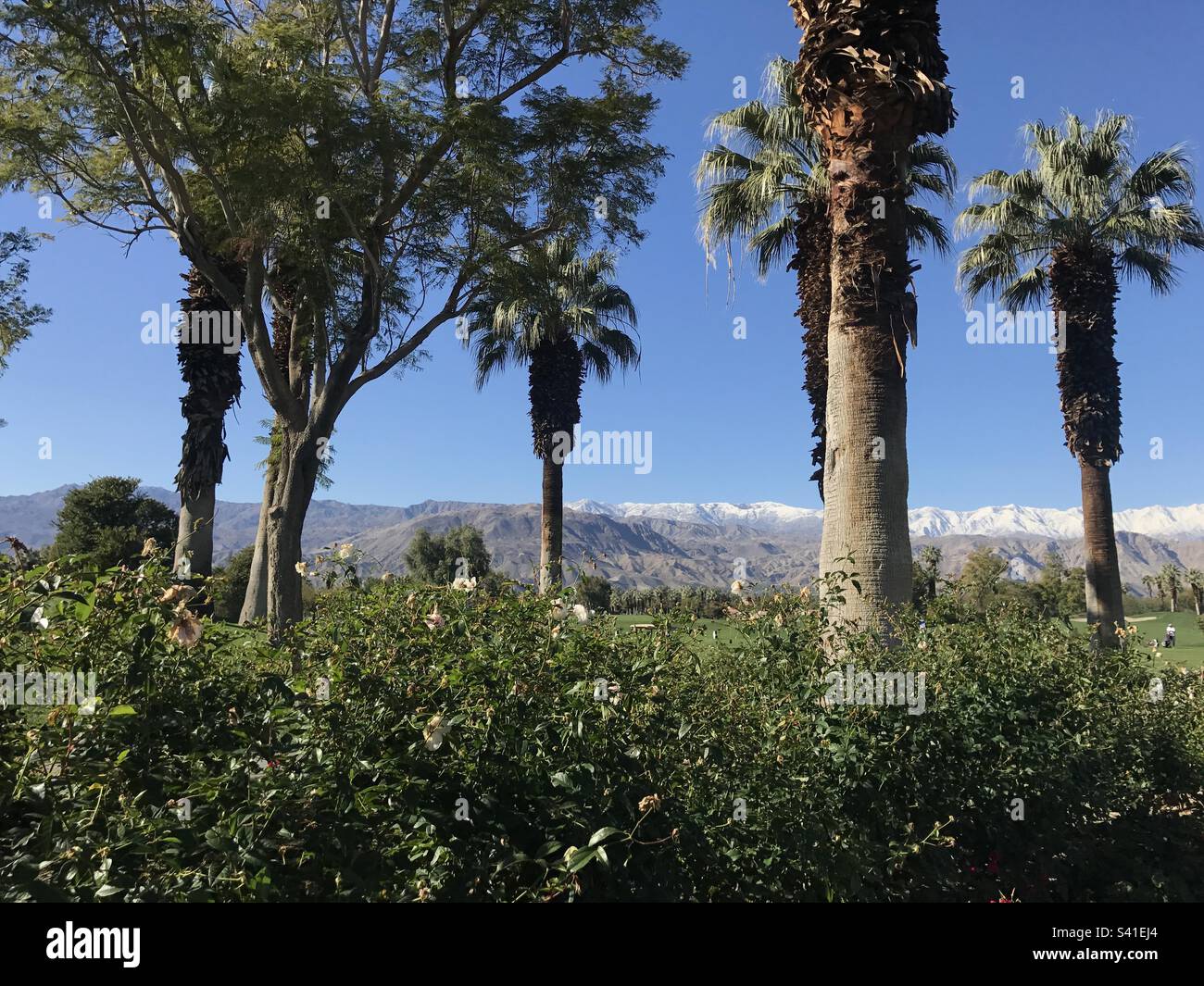 Palm trees with snow capped mountains in background Stock Photo - Alamy Palm trees with snow capped mountains in background Stock Photo - Alamy