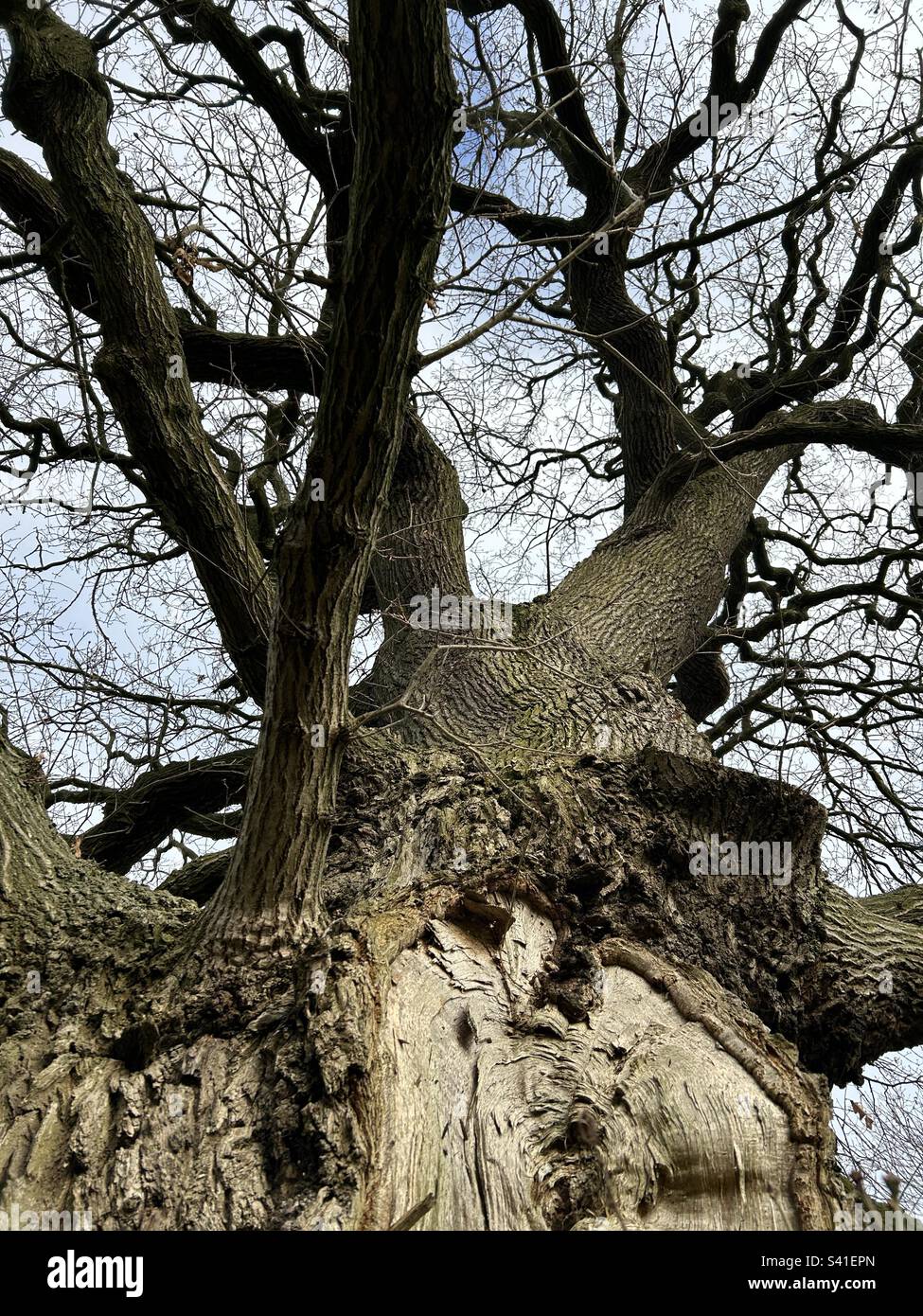 Old tress hi-res stock photography and images - Alamy