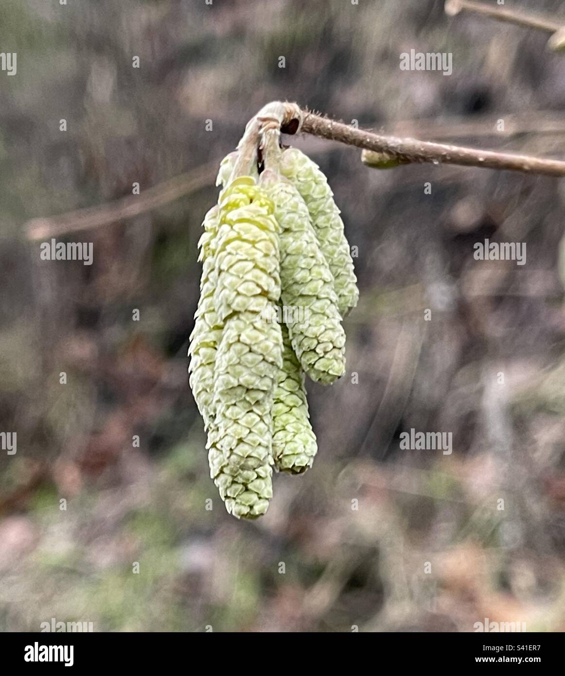 Catkin tree hi-res stock photography and images - Alamy