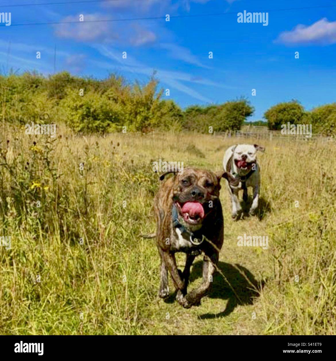 Action dogs hi-res stock photography and images - Alamy