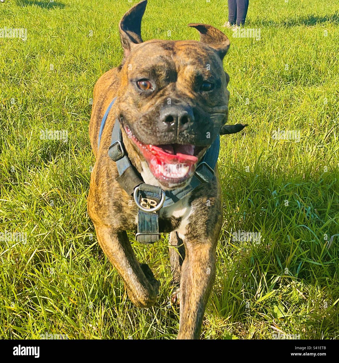 Wild dogs running hi-res stock photography and images - Alamy