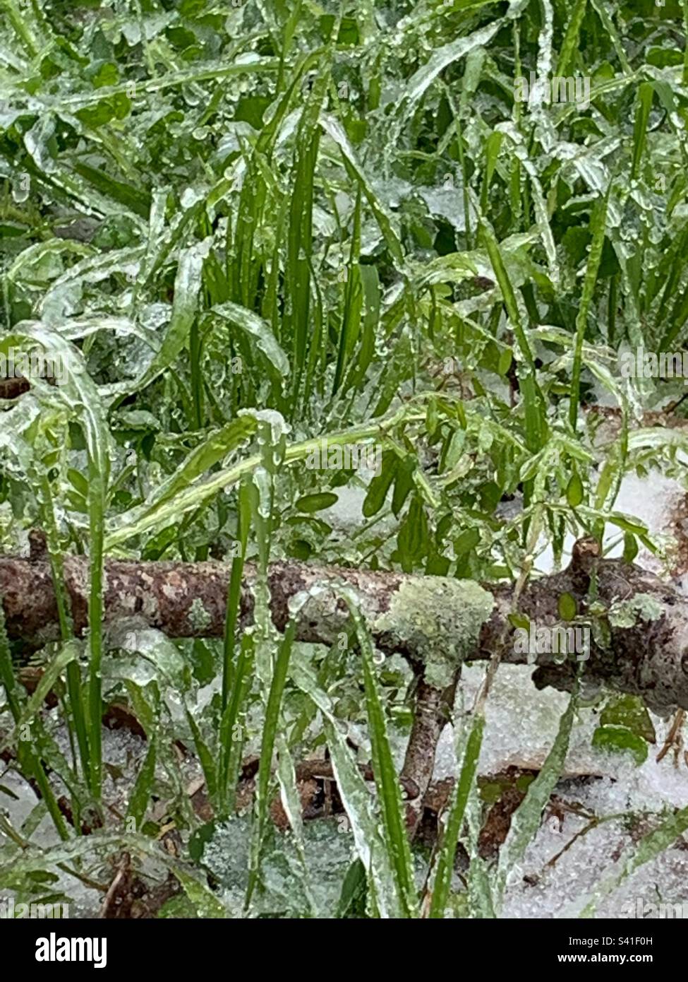 Green grass and a fallen stick - that’s spotted with lichen - are ...