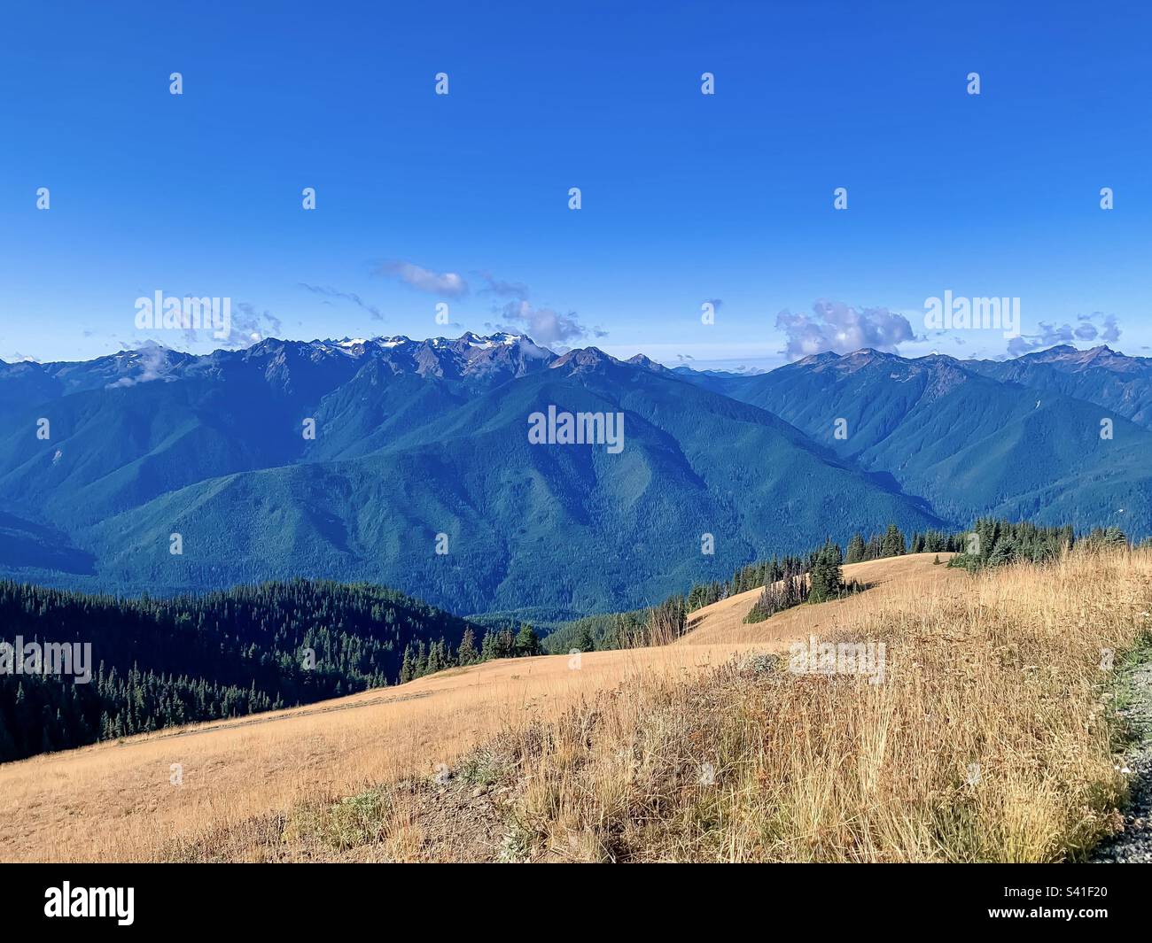 Great evergreen trees hi-res stock photography and images - Alamy