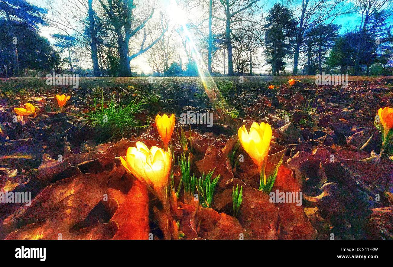 Spring flowers in Peckham Rye south London Stock Photo - Alamy