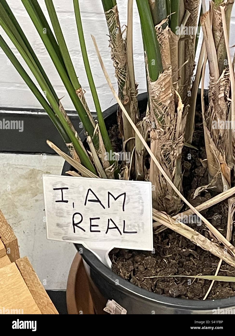 Real fake hi-res stock photography and images - Alamy