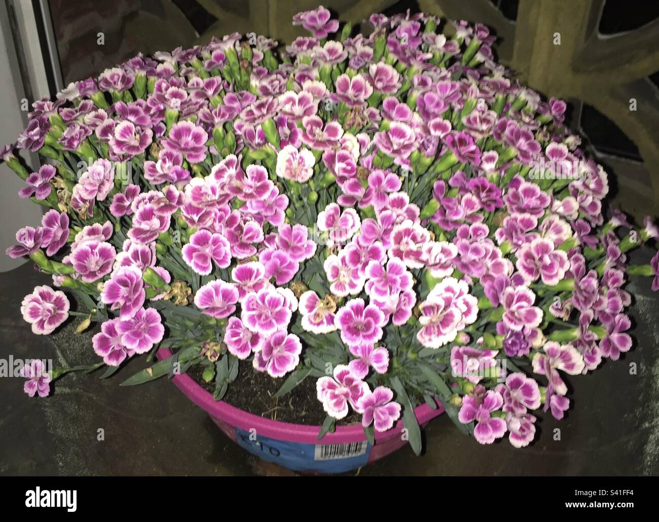 Carnation border hi-res stock photography and images - Alamy