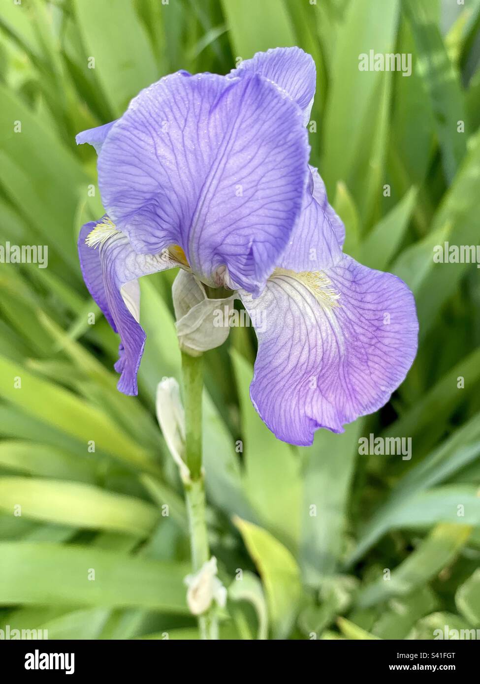 Closeup, Purple Bearded Iris, portrait, fanned bladed leaves radiating ...