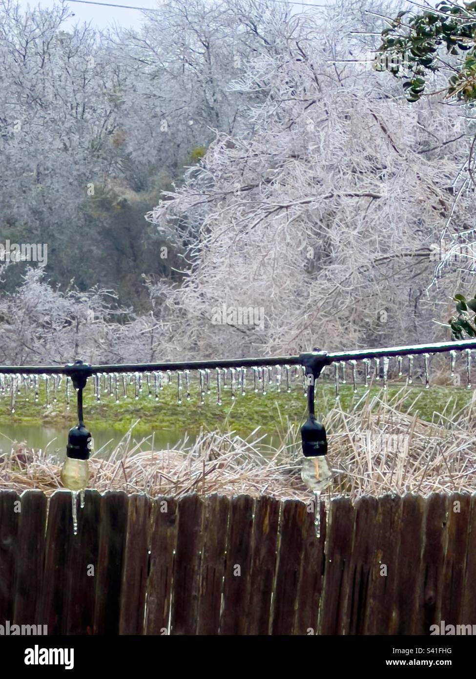Freezing rain and Ice storm in Austin Texas covering the Oak trees ...