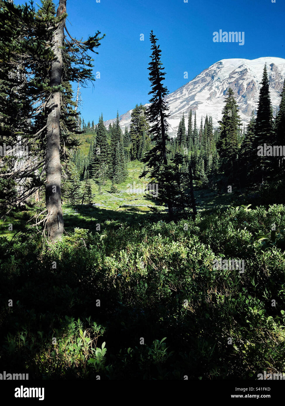 Alpine forest in mt rainier national park in the summer Stock Photo - Alamy