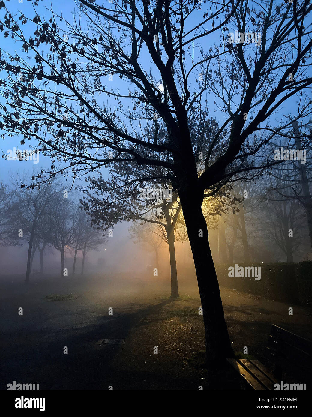 Dawn leaves hi-res stock photography and images - Alamy
