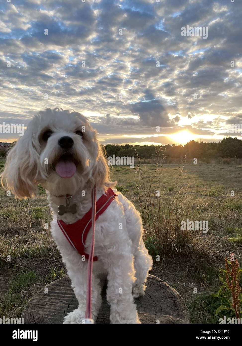 Cavachon on a tree stump enjoying a walk on a beautiful summer’s day ...