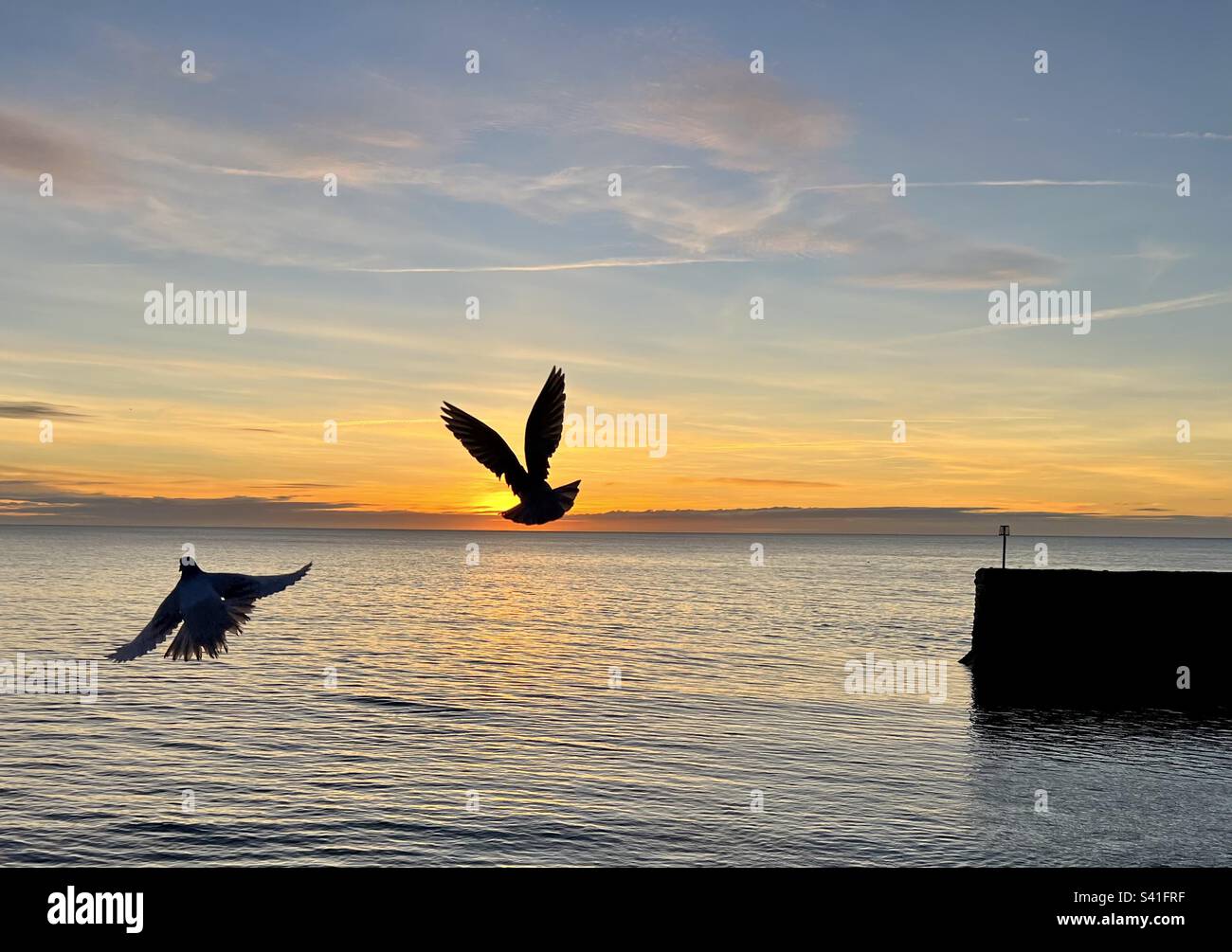 Two Pigeons flying into the sunset / sunrise, over the ocean with a ...