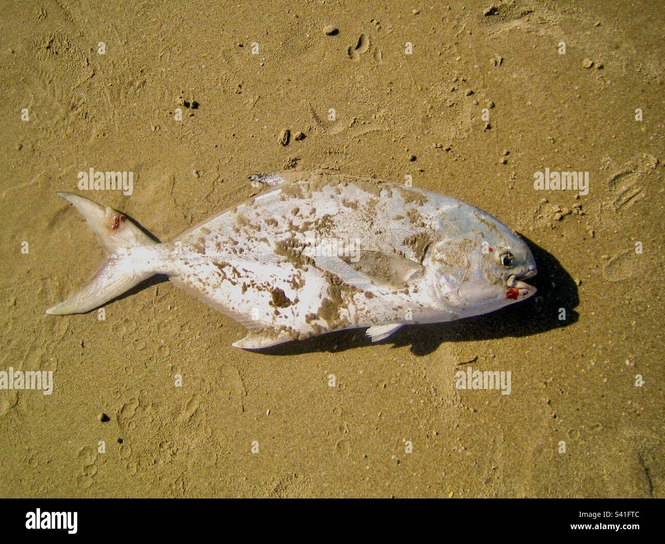 Pompano fish beach hi-res stock photography and images - Alamy